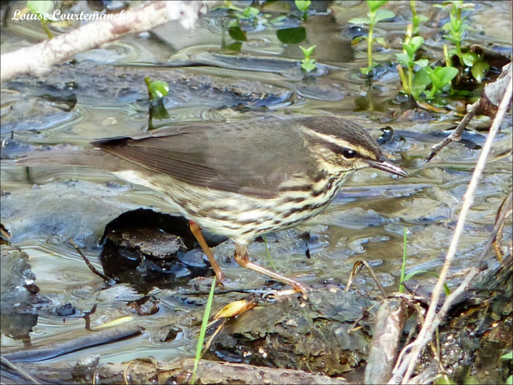 Les parulines au Québec – Club d'ornithologie de la région des Moulins